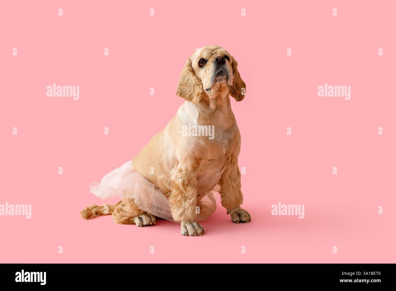 Cute Cocker Spaniel with ballet tutu on pink background Stock Photo - Alamy