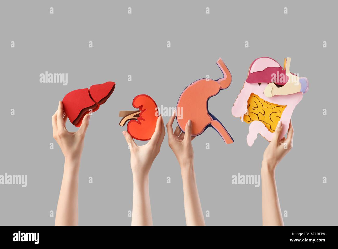 Women with different paper internal organs on light background Stock ...