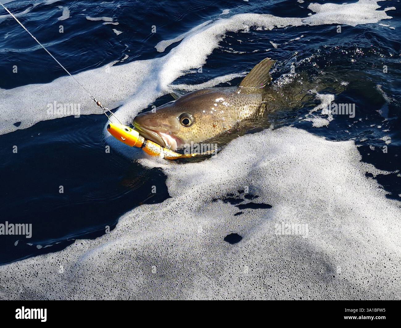 A sizeable Atlantic skrei cod fighting in the water caught with ...