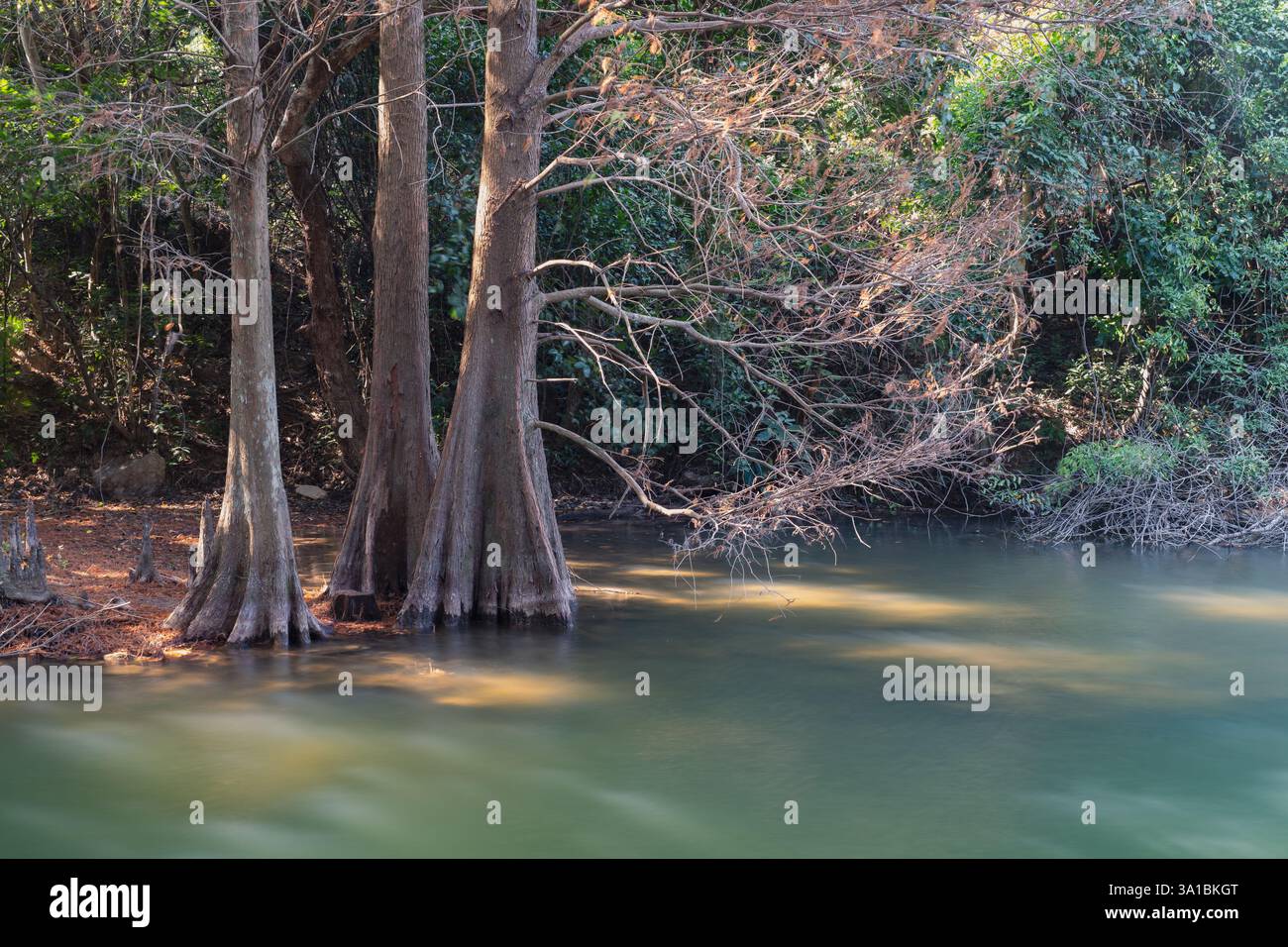 trees in a swamp Stock Photo - Alamy
