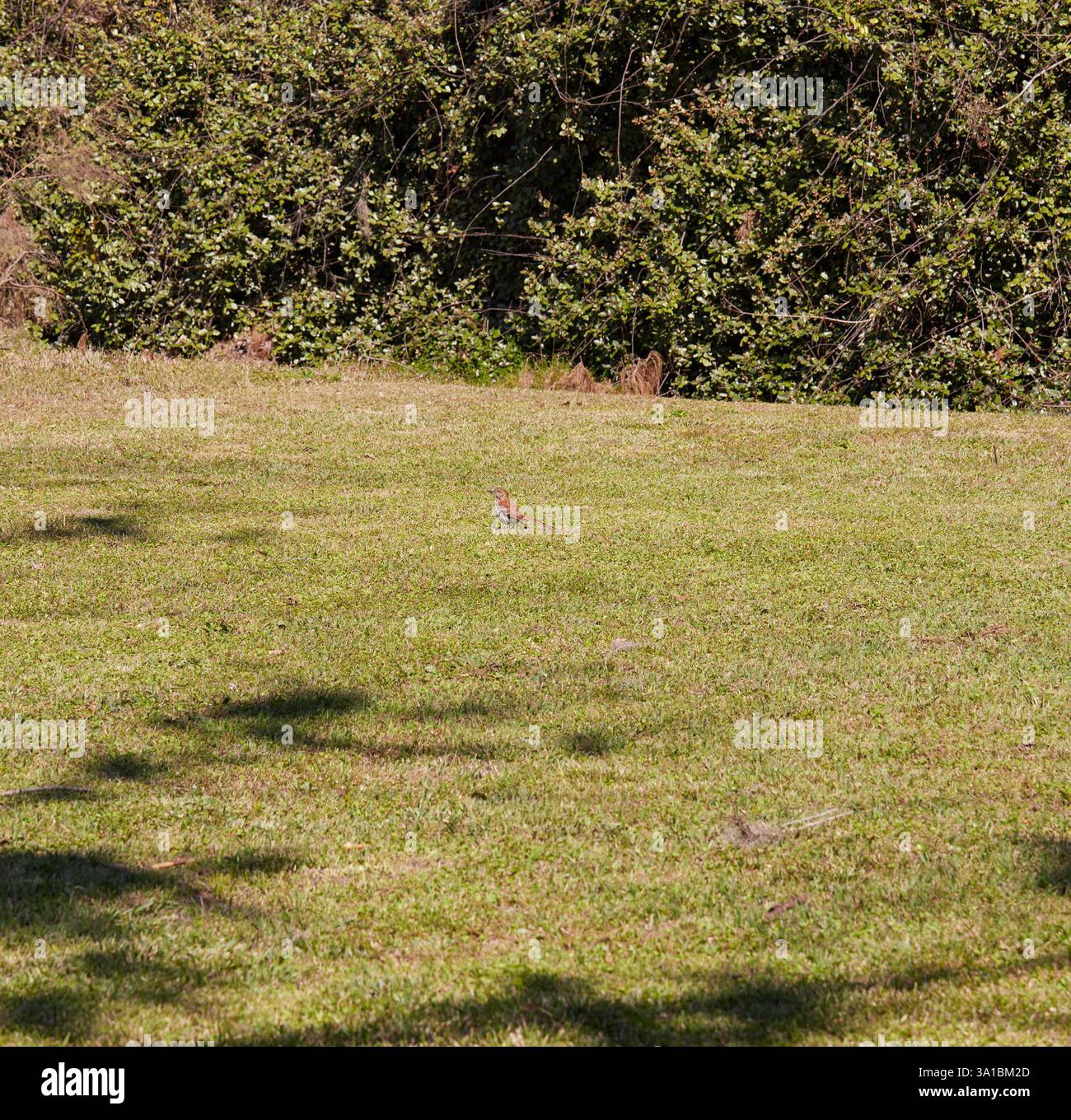 The Brown Thrasher is the state bird of Georgia! Stock Photo - Alamy