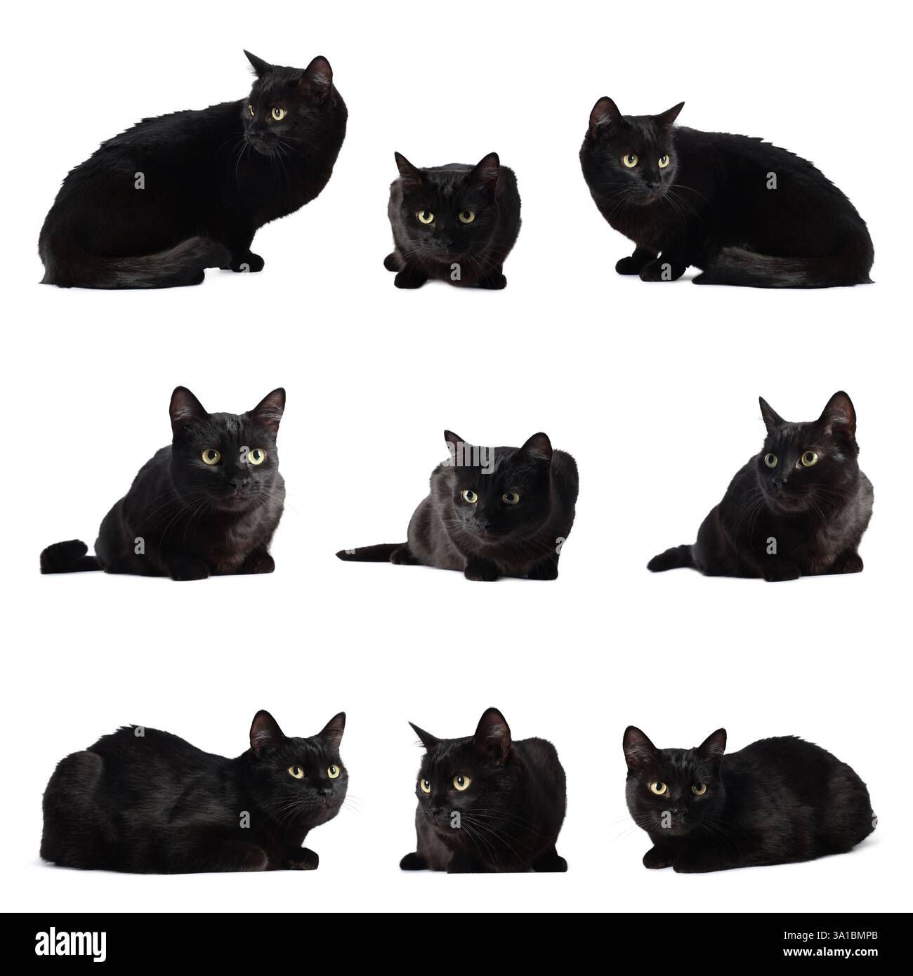 Adorable black cat isolated on white, collage Stock Photo - Alamy