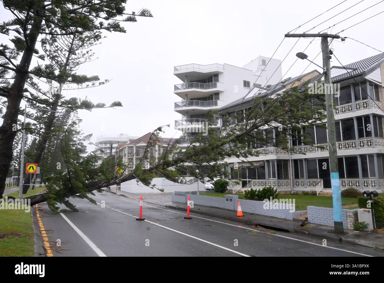 Gold Coast, Australia. 08th Mar, 2025. Fallen trees over powerlines at ...