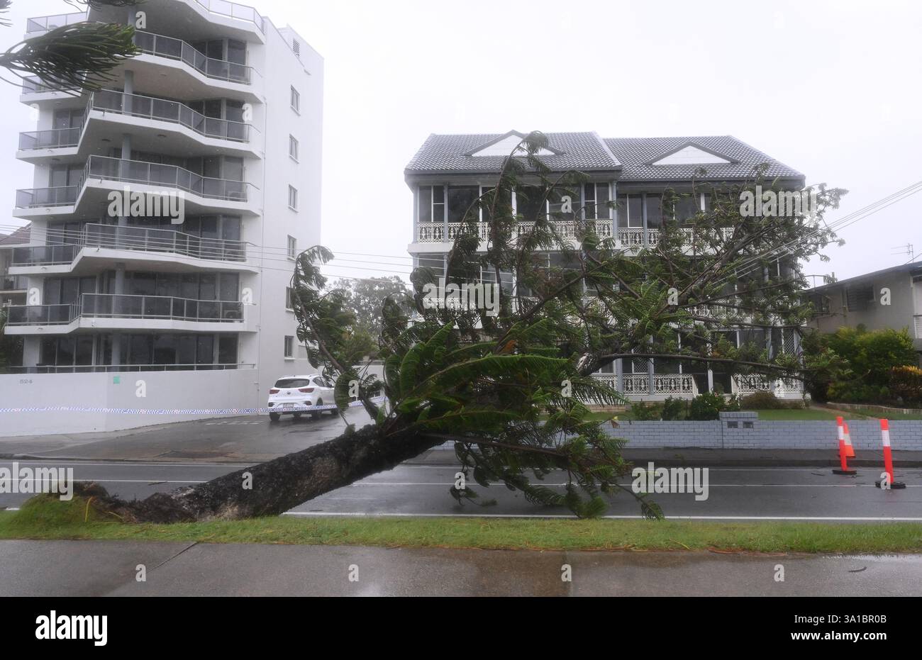 Gold Coast, Australia. 08th Mar, 2025. Fallen trees over powerlines at ...