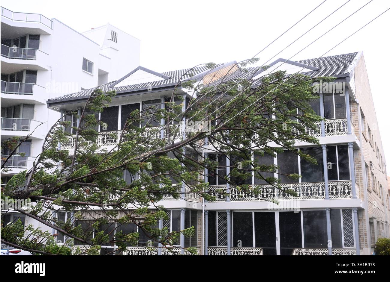Gold Coast, Australia. 08th Mar, 2025. Fallen trees over powerlines at ...