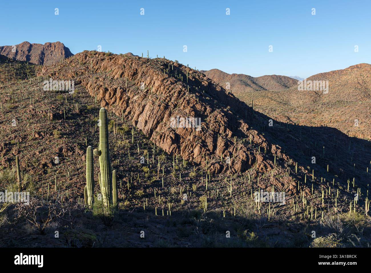 Tilted Strata of Cat Mountain Tuff, Tucson Mountains, Tucson, Arizona ...
