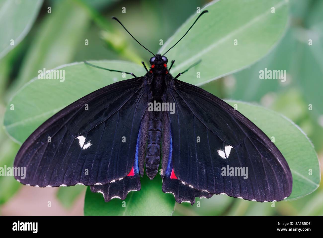 Pink-spotted Cattleheart (Parides photinus), Costa Rica Stock Photo - Alamy
