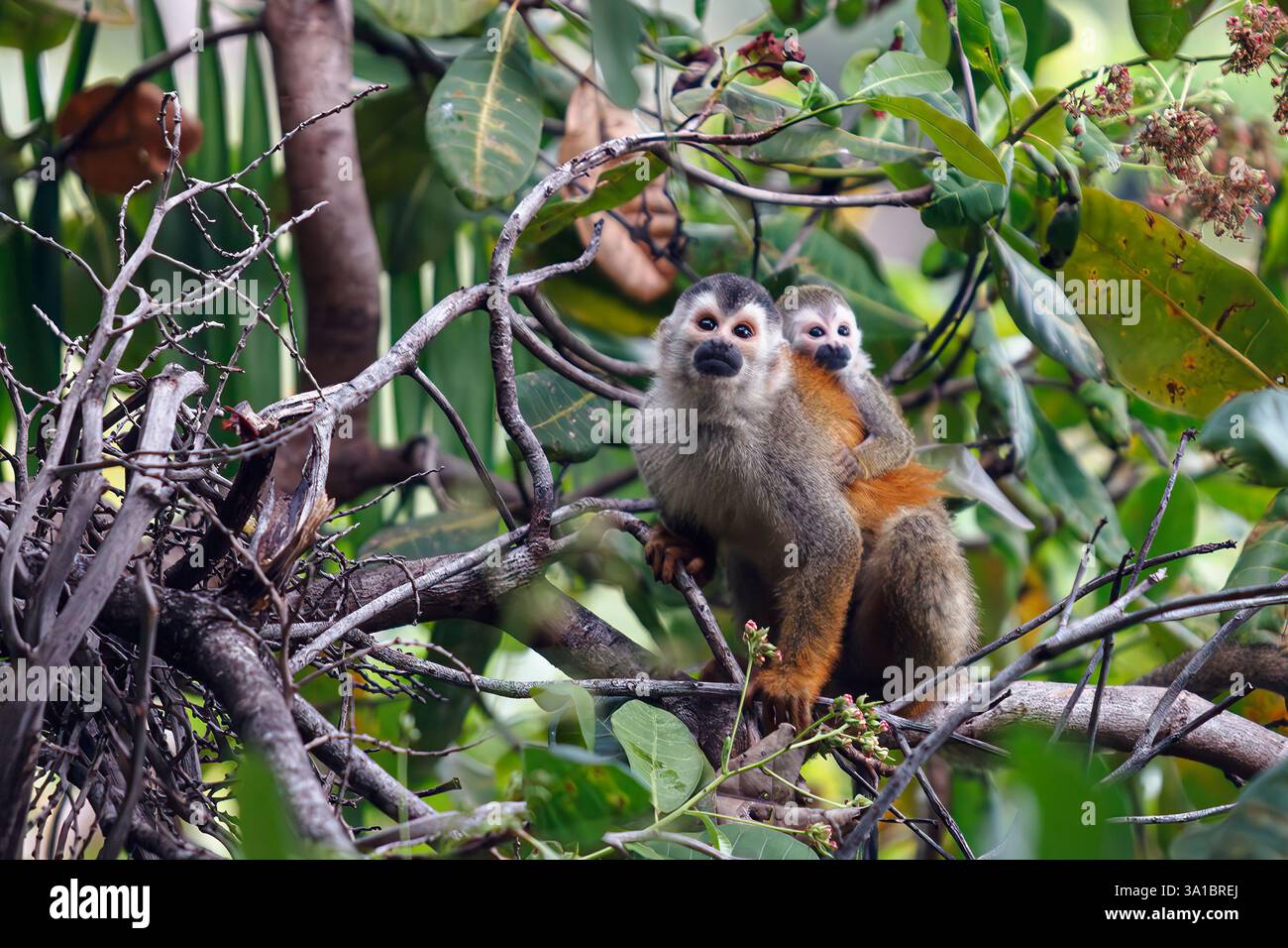 Grey crowned red backed squirrel monkey hi-res stock photography and ...