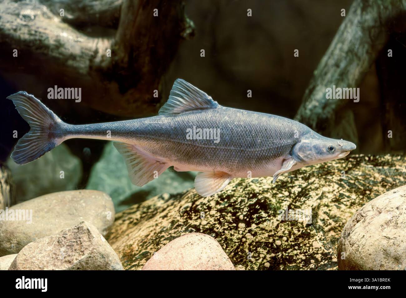 Humpback Chub (Gila cypha), federally protected, endangered species ...