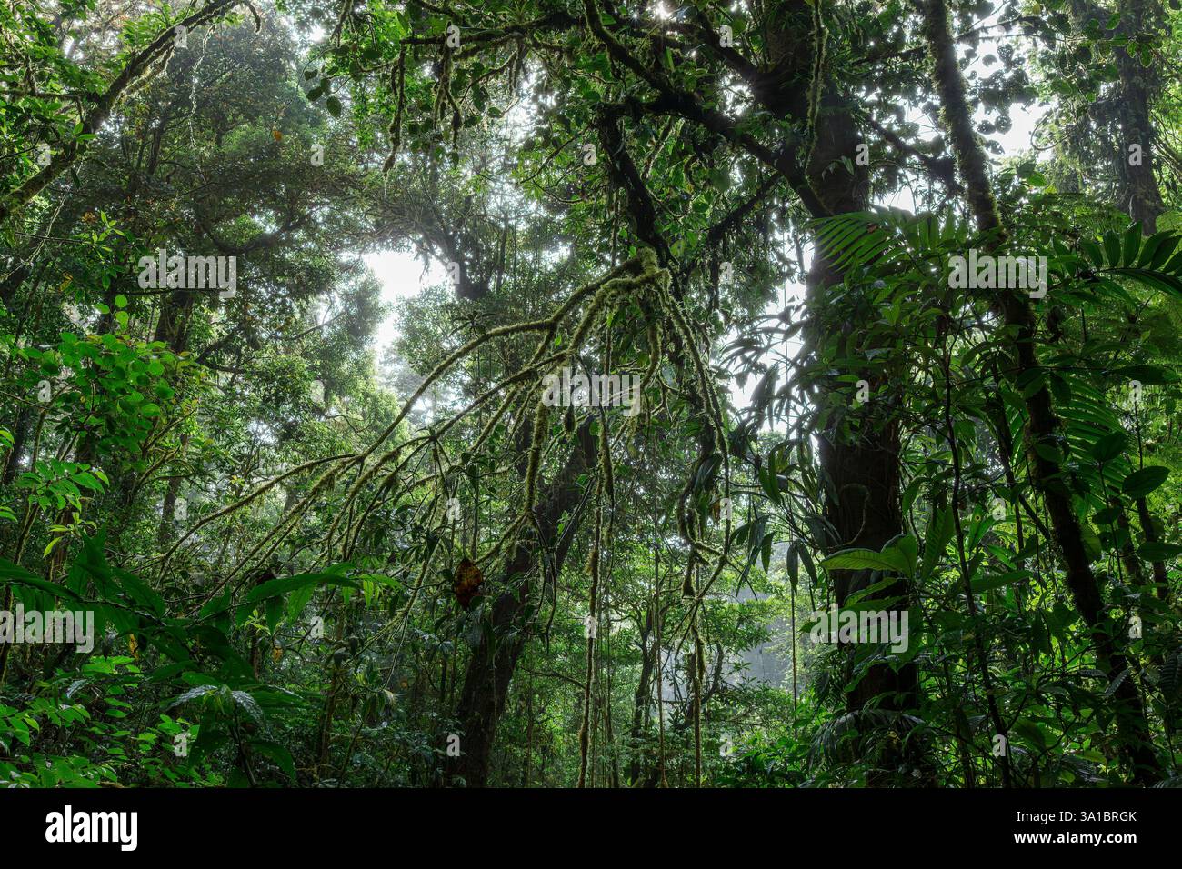 Monteverde Cloud Forest Reserve, Costa Rica Stock Photo - Alamy