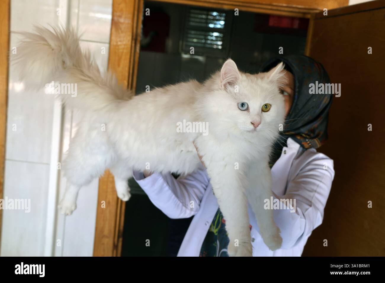 (250308) -- ANKARA, March 8, 2025 (Xinhua) -- A Turkish Angora cat is ...
