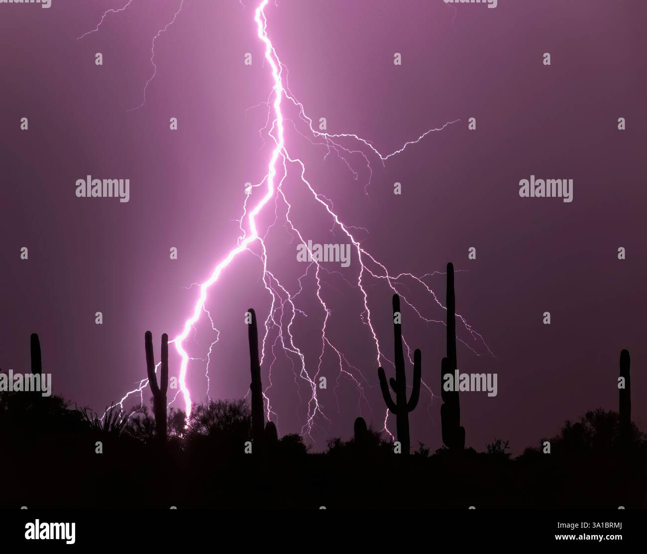 Lightning in Saguaro National Park, West Unit, Tucson, Arizona, USA ...