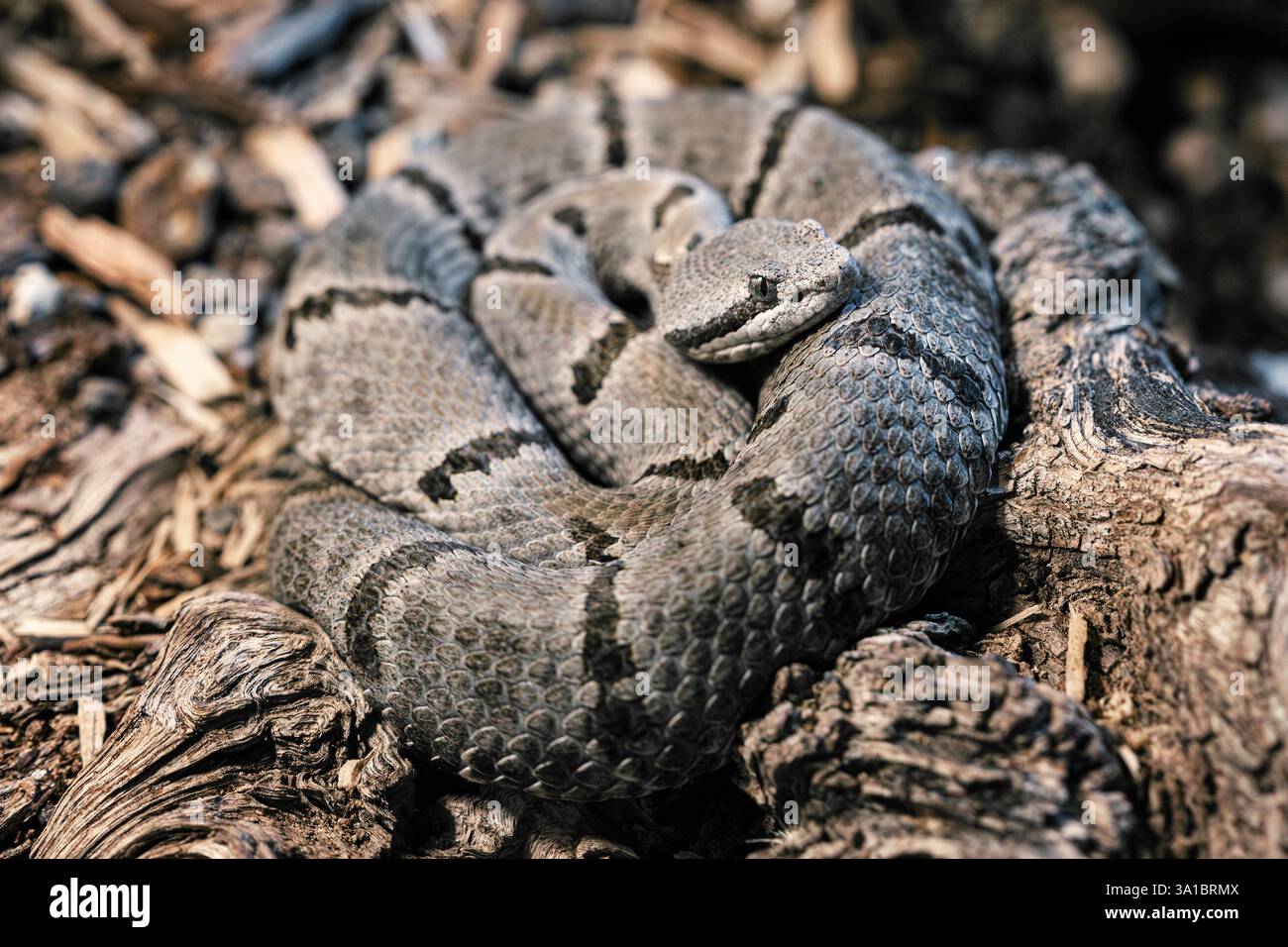 Tamaulipan Rock Rattlesnake, (Crotalus lepidus), Mexico Stock Photo - Alamy