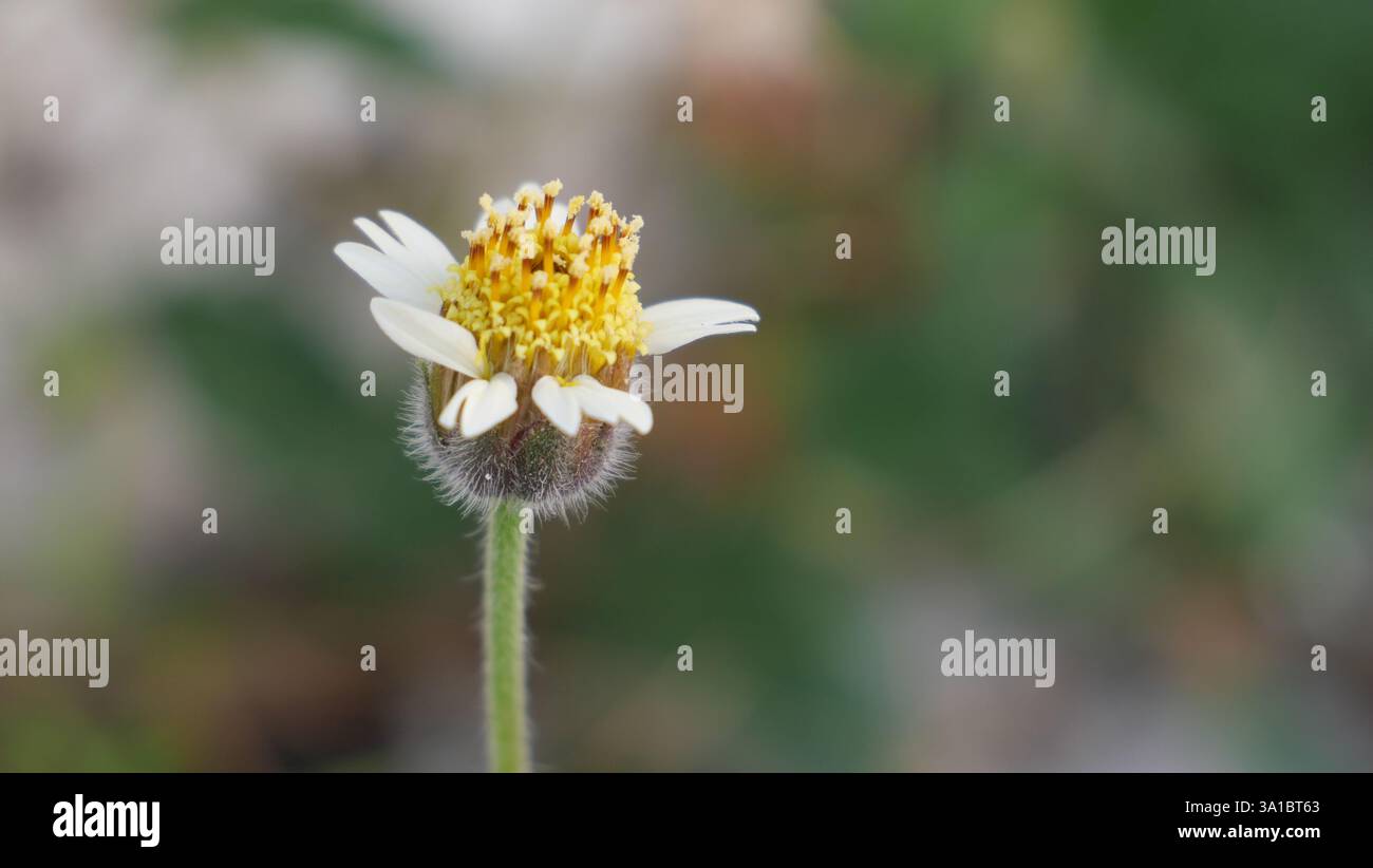 Amarillo naturaleza flora fauna hi-res stock photography and images - Alamy