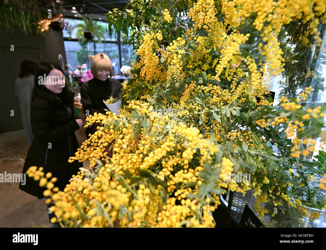 Mimosas line up at a flower shop in Minato Ward, Tokyo on March 8 ...