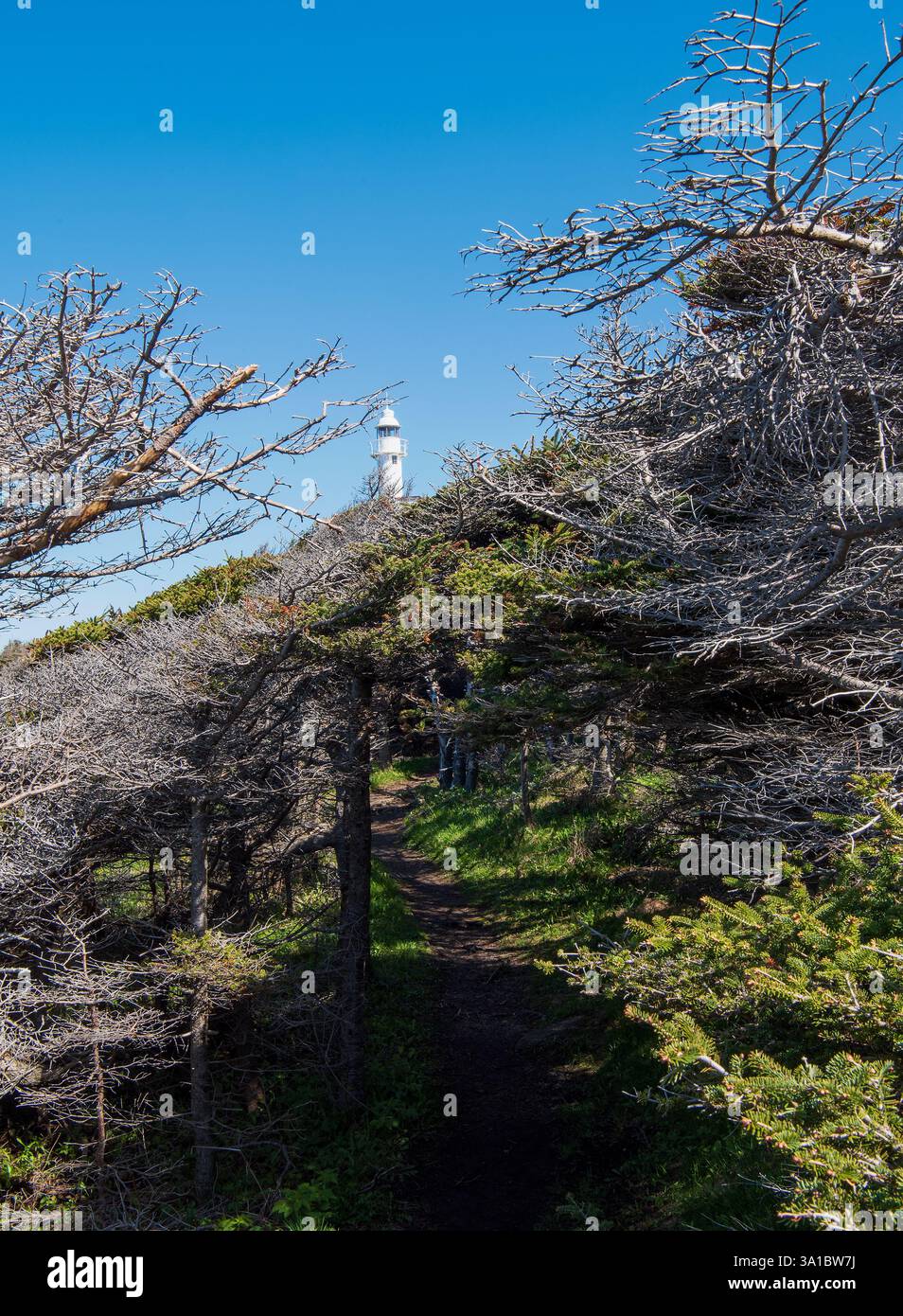 Hiking trail through the tuckamore forest at Lobster Cove Head ...