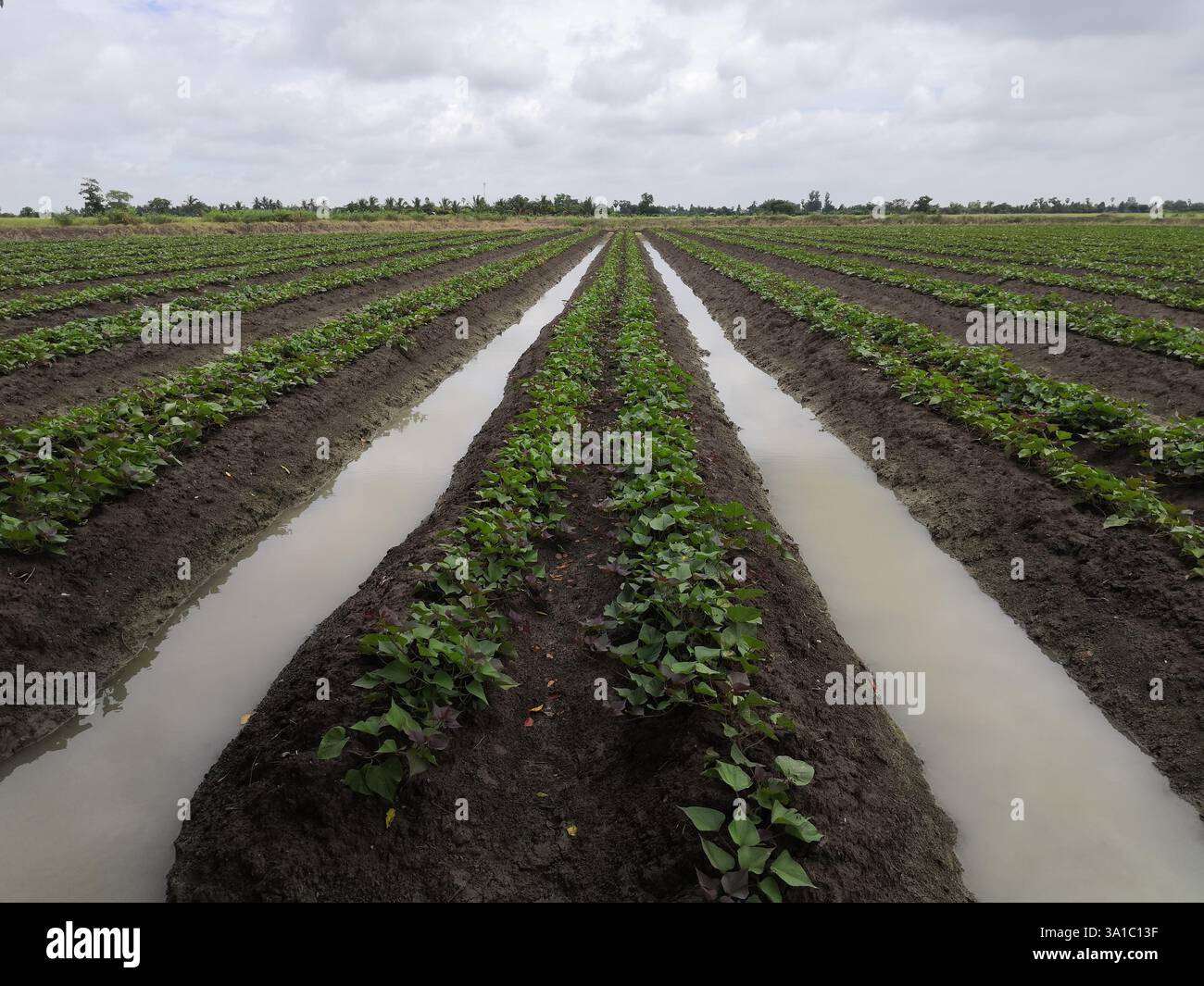 Nature of sweet potatoes plantation or yam farming on rural land green ...