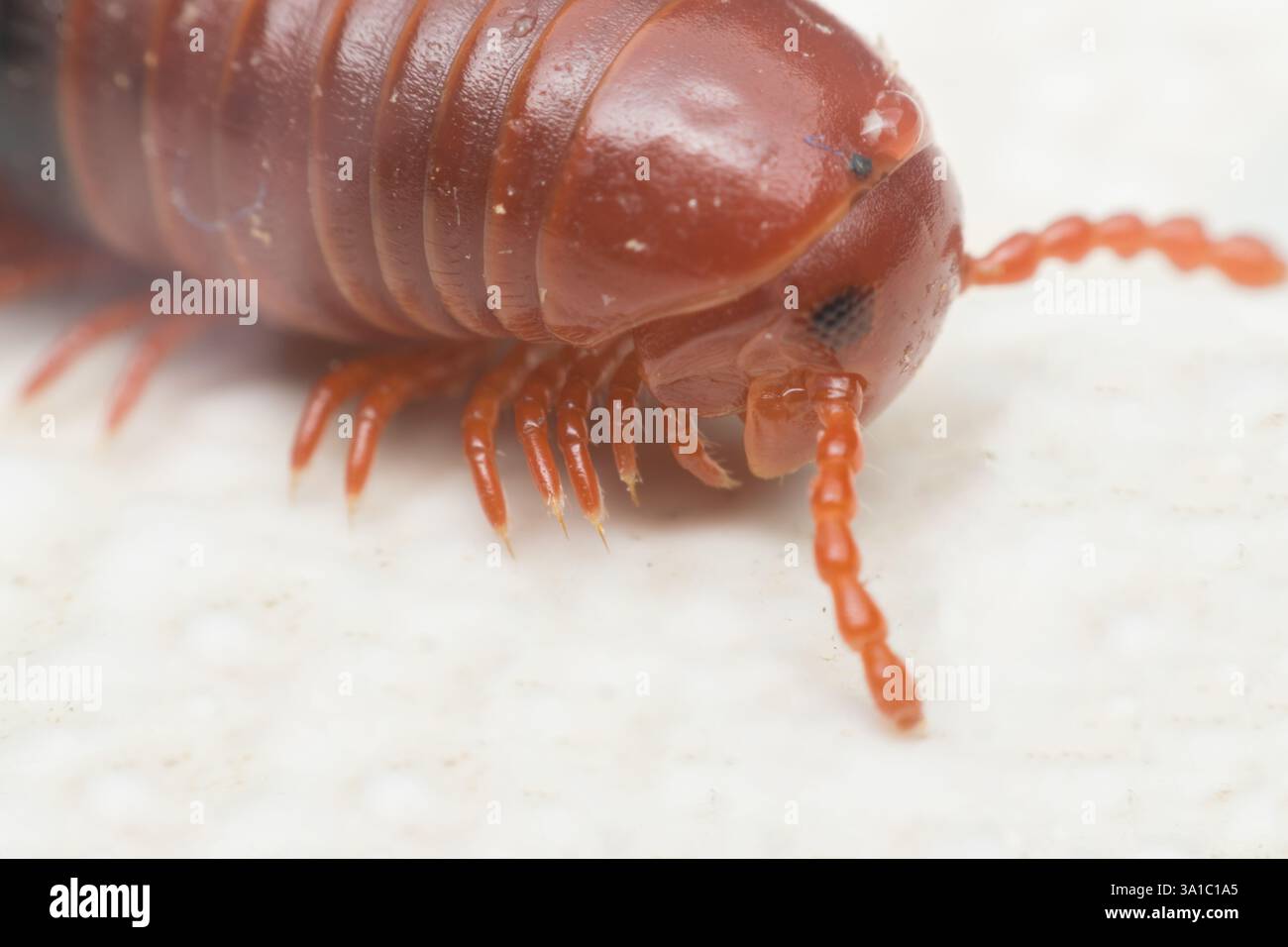 Macro of millipede insect close up rolling in nature Stock Photo - Alamy