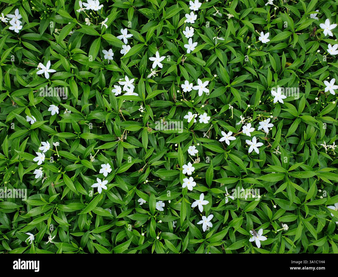 Greenery background, green color of nature plant and leaf environment ...