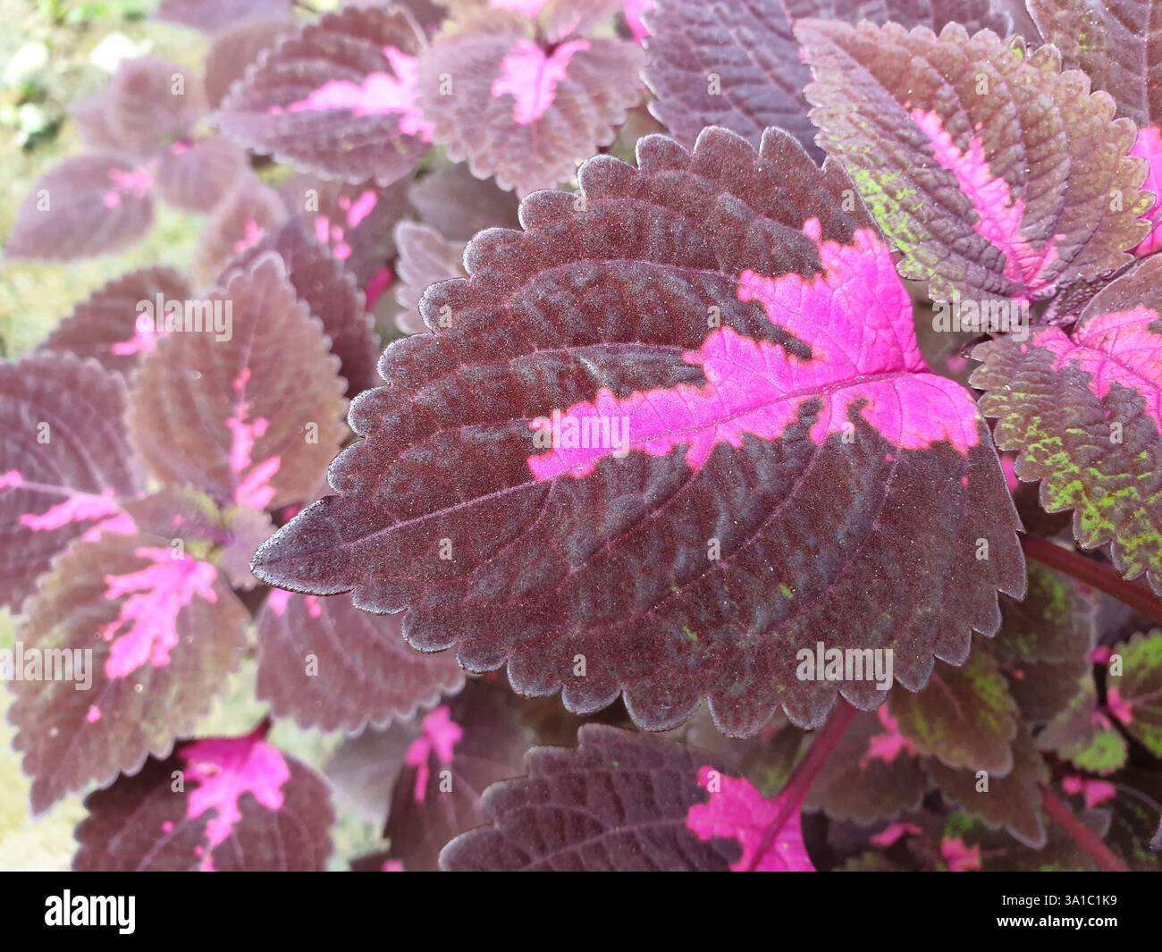 Greenery background, green color of nature plant and leaf environment ...