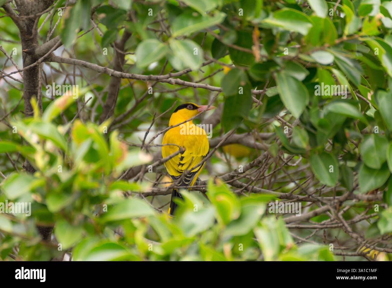 Bird (Black-Naped Oriole, Oriolus chinensi) yellow color perched on a ...