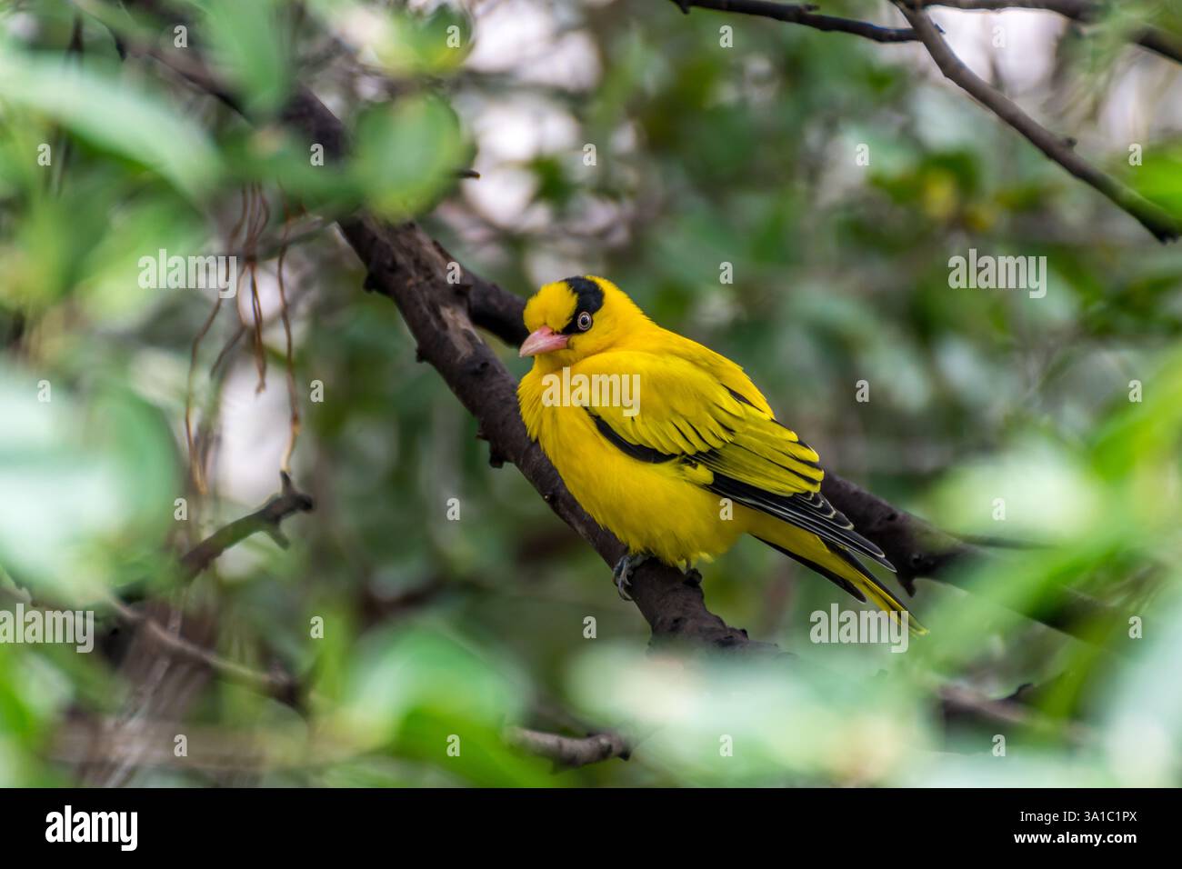 Bird (Black-Naped Oriole, Oriolus chinensi) yellow color perched on a ...