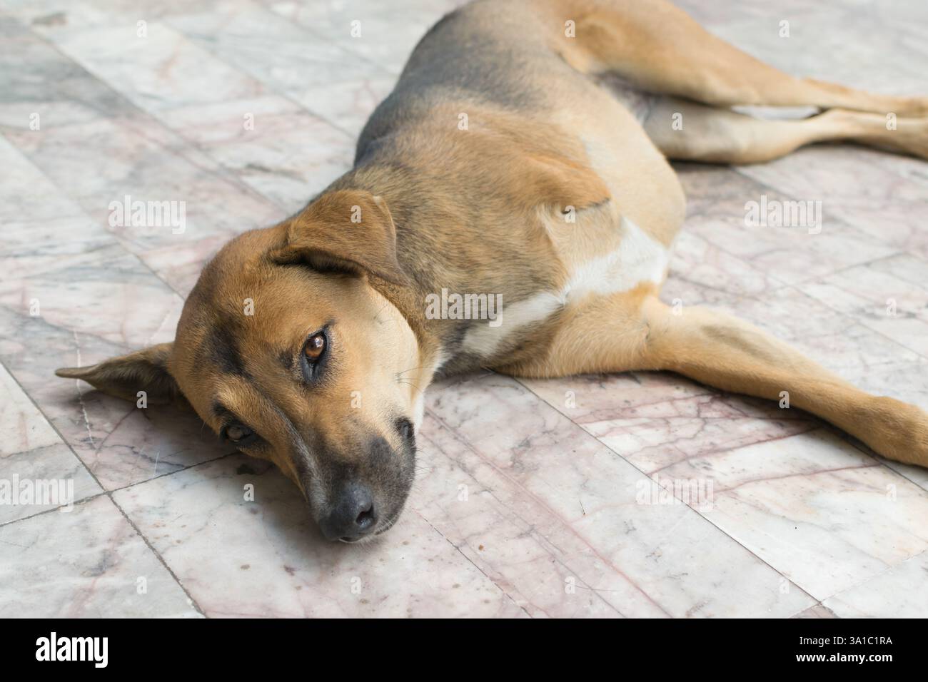 Defect Thai brown dog with three legs Stock Photo - Alamy