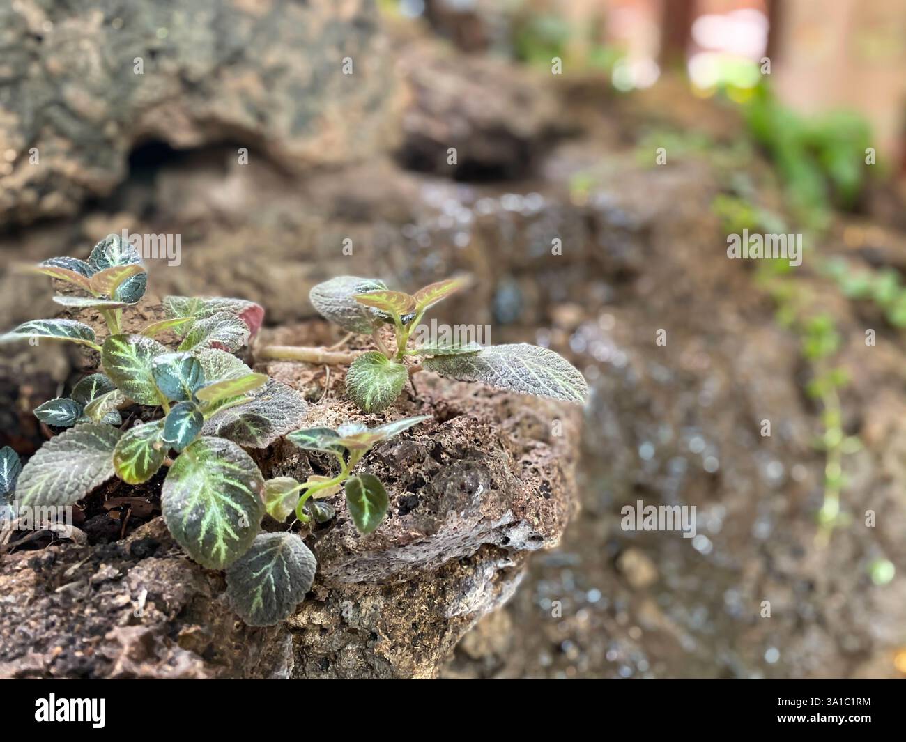 Greenery background, green color of nature plant and leaf environment ...