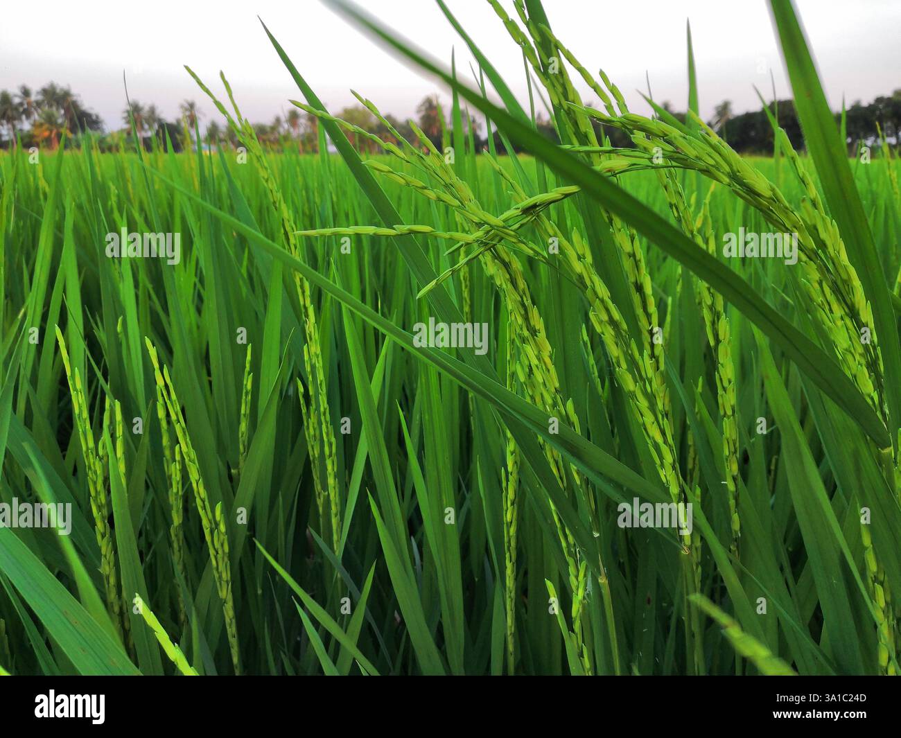 Landscape nature of rice field on rice paddy green color lush growing ...