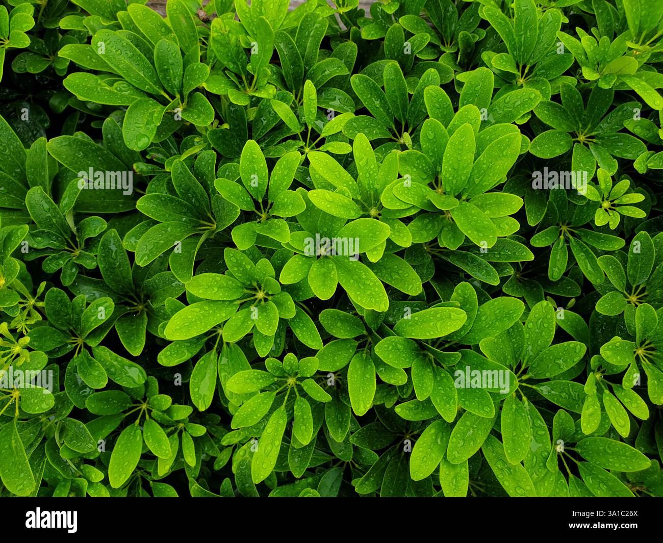 Greenery background, green color of nature plant and leaf environment ...