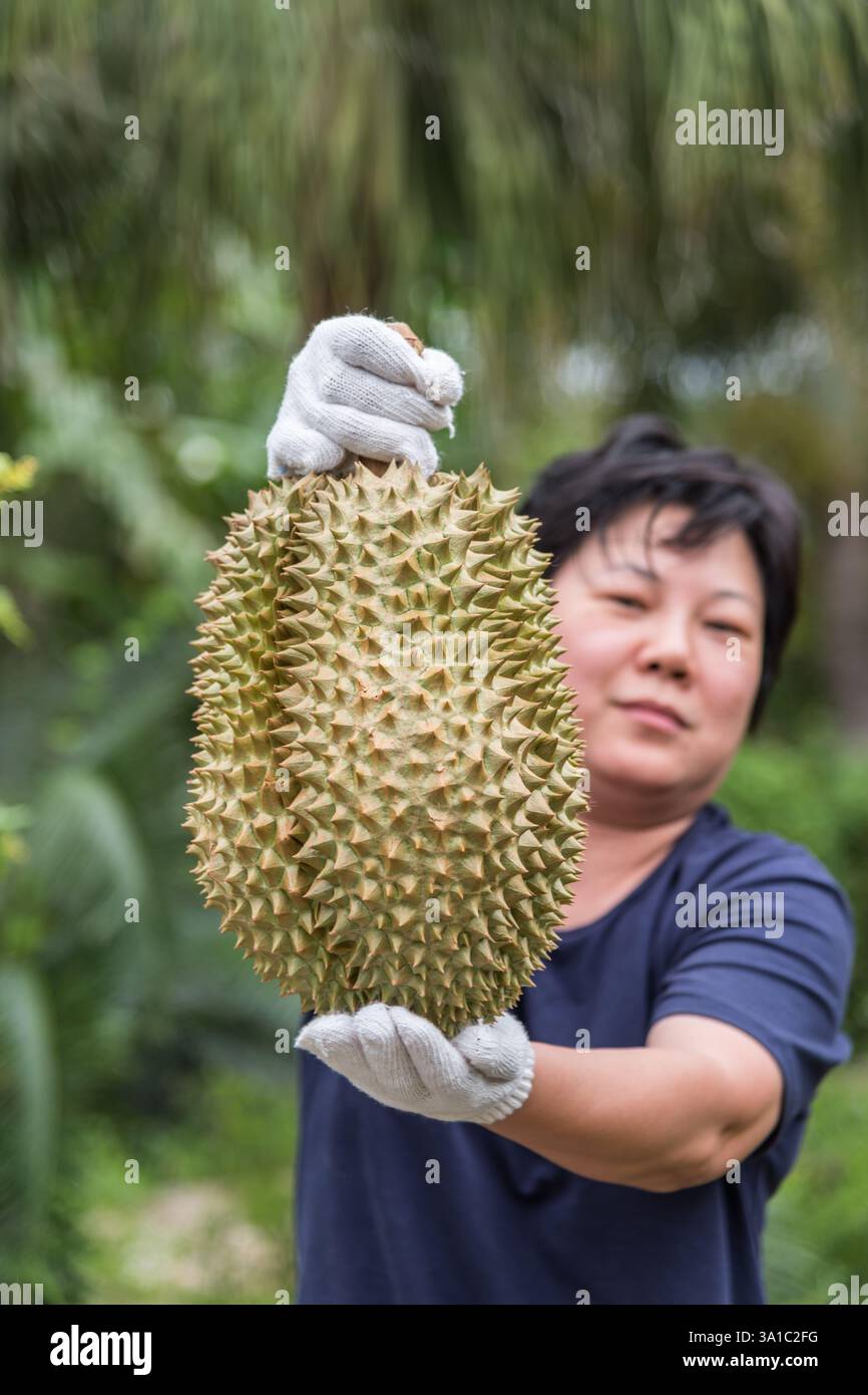 Asian woman farmer holding Durian is a king of fruit in Thailand and ...