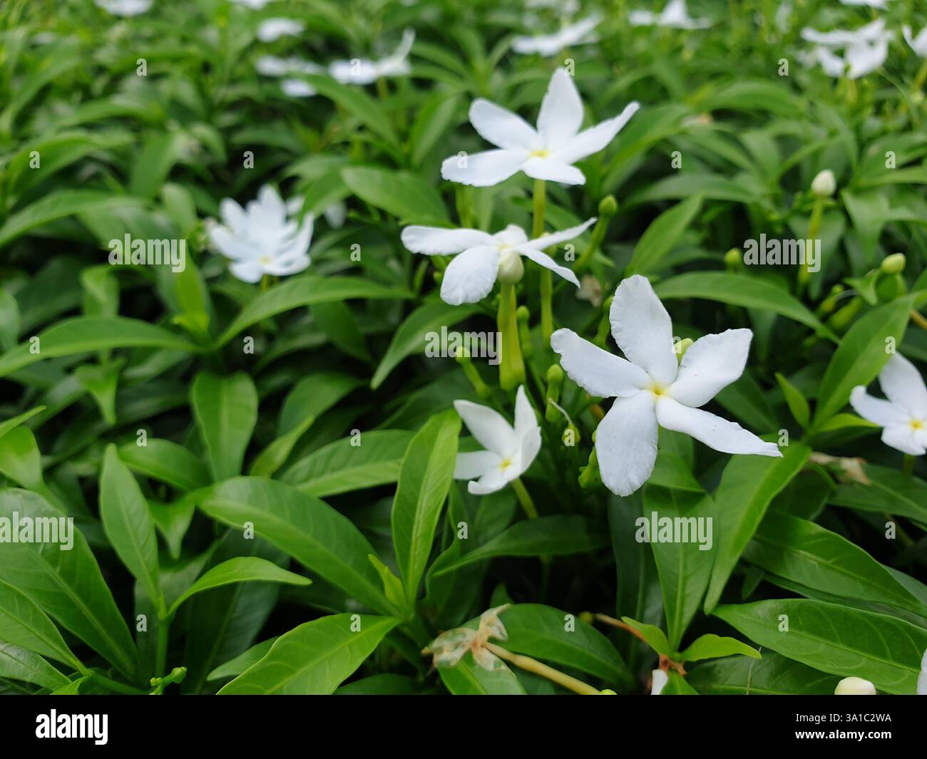 Greenery background, green color of nature plant and leaf environment ...
