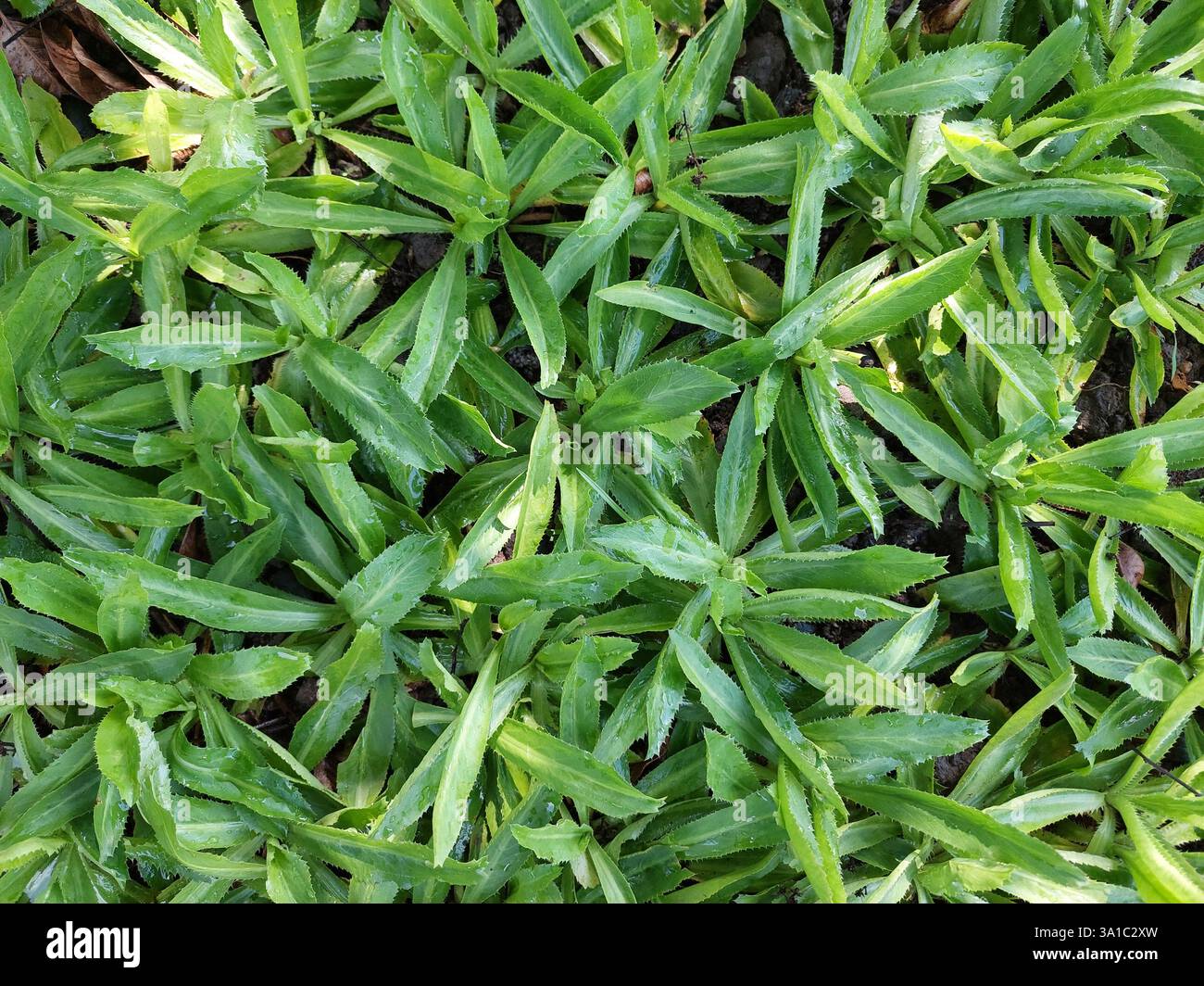 Greenery background, green color of nature plant and leaf environment ...