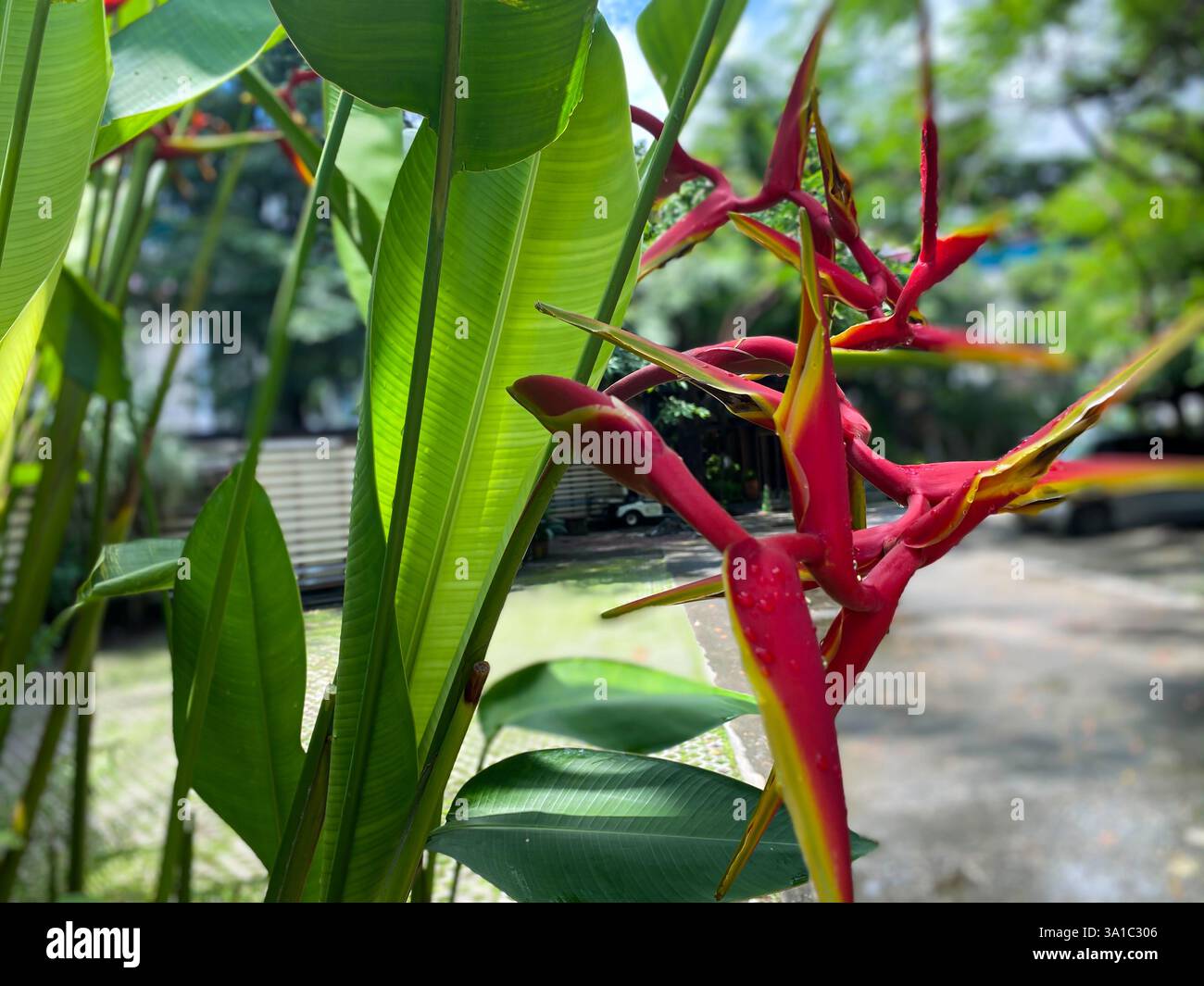 Greenery background, green color of nature plant and leaf environment ...