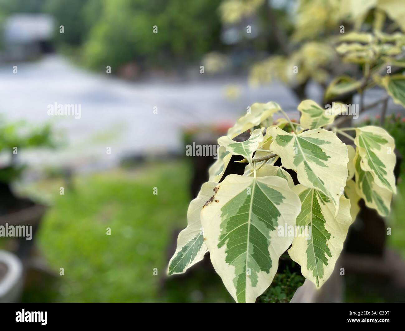 Greenery background, green color of nature plant and leaf environment ...