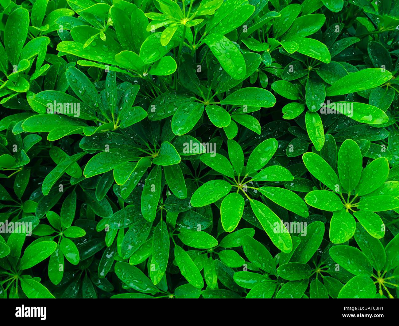 Greenery background, green color of nature plant and leaf environment ...