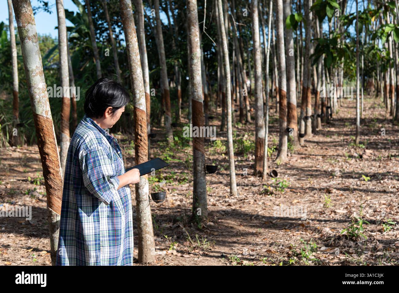 Asian woman smart farmer agriculturist happy at a rubber tree ...