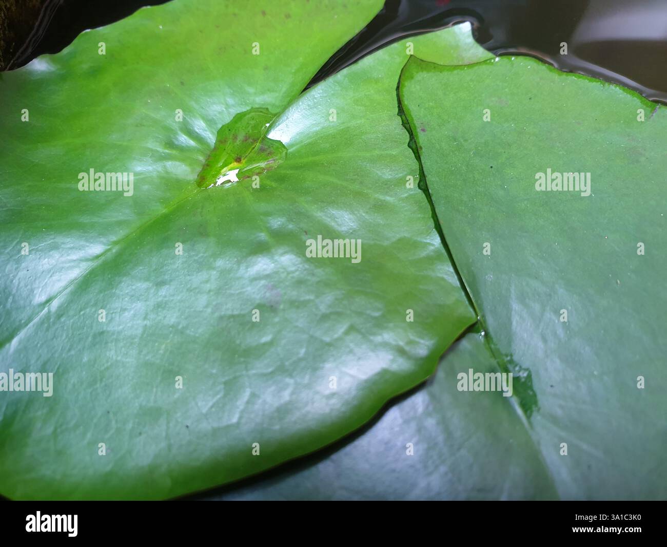 Greenery background, green color of nature plant and leaf environment ...