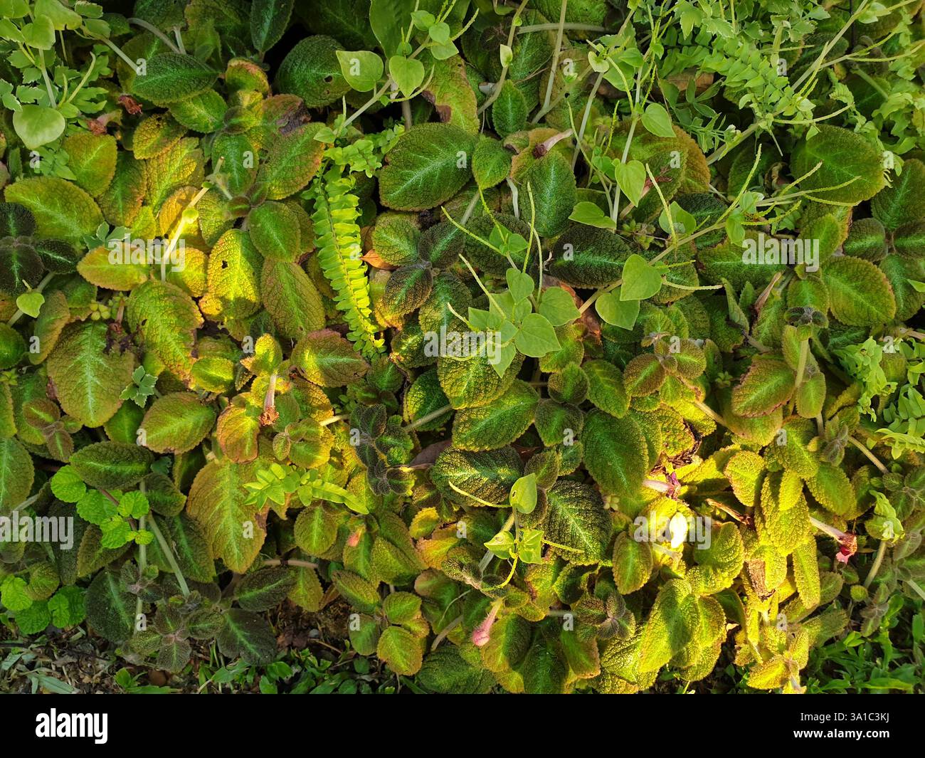 Greenery background, green color of nature plant and leaf environment ...