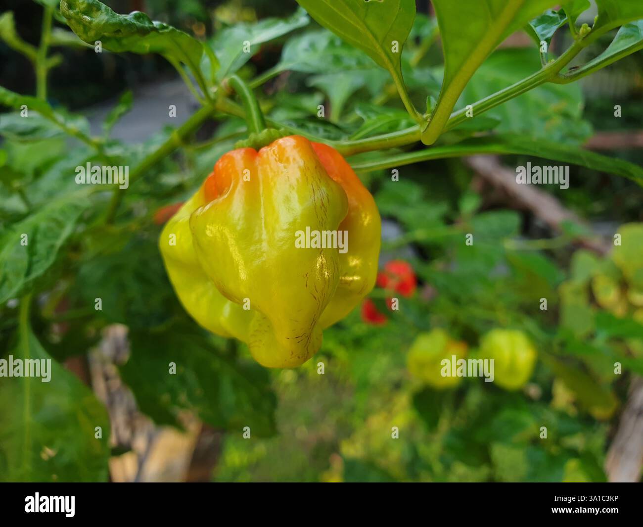 Greenery background, green color of nature plant and leaf environment ...