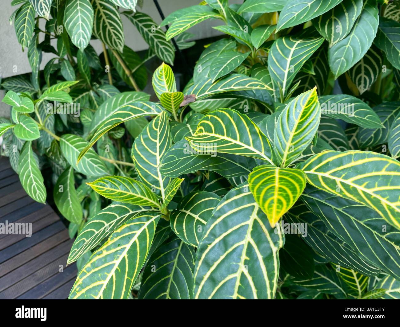 Greenery background, green color of nature plant and leaf environment ...