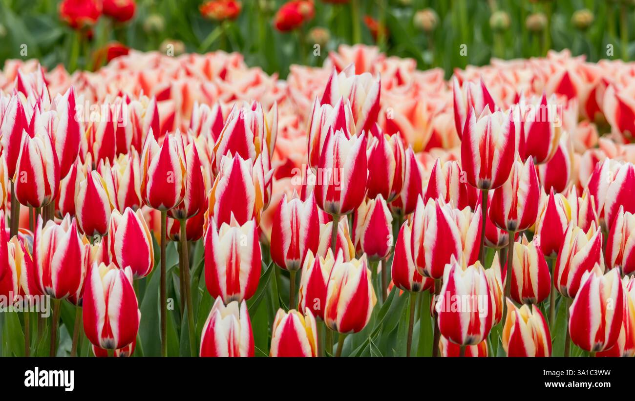 Close up view of red, white and orange color Tulip flowers in the Tulip ...