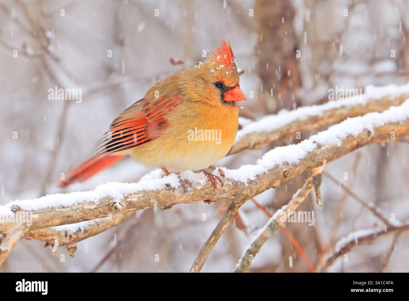 Northern Cardinal female sitting on a snowy tree branch in winter ...