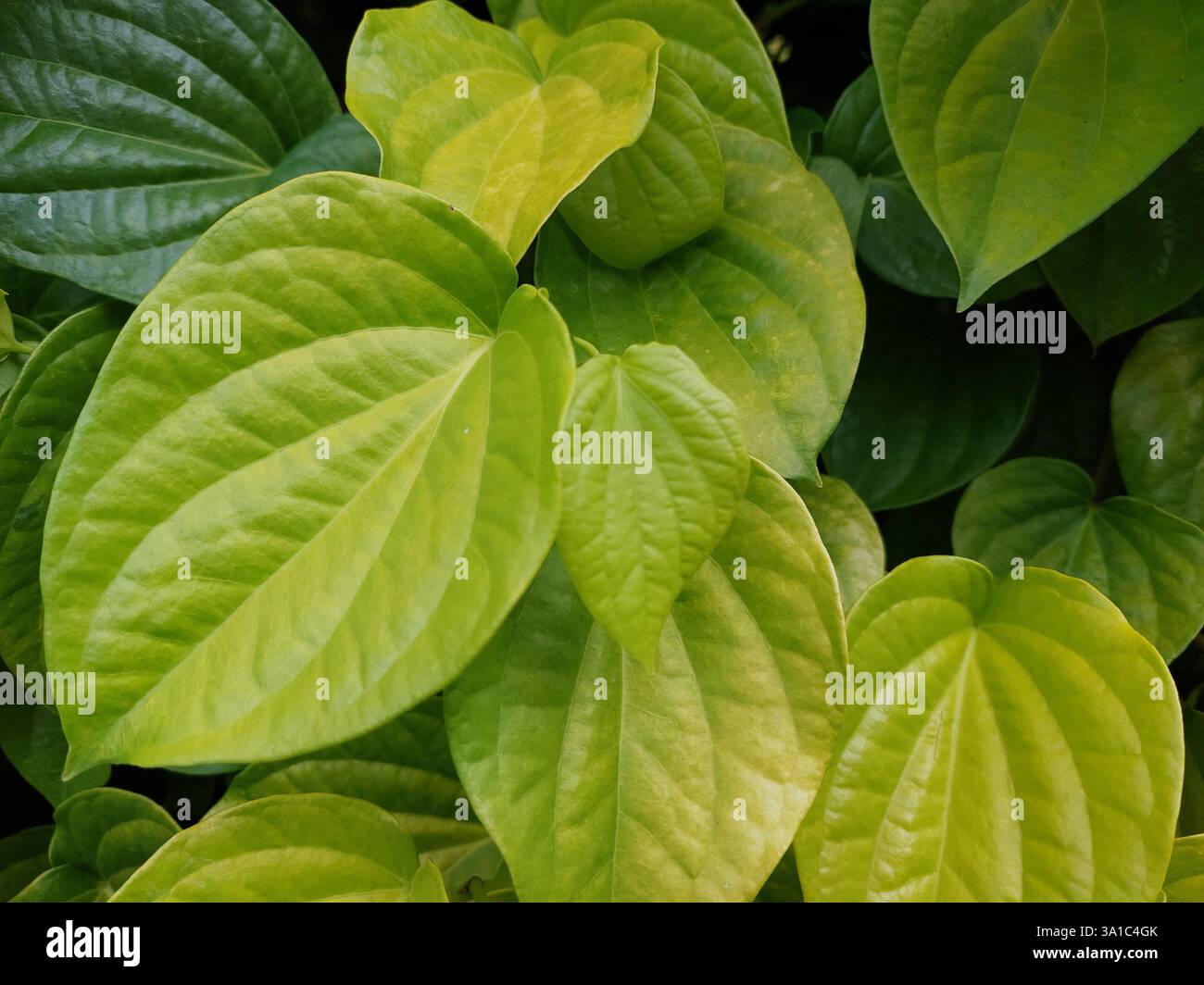 Greenery background, green color of nature plant and leaf environment ...