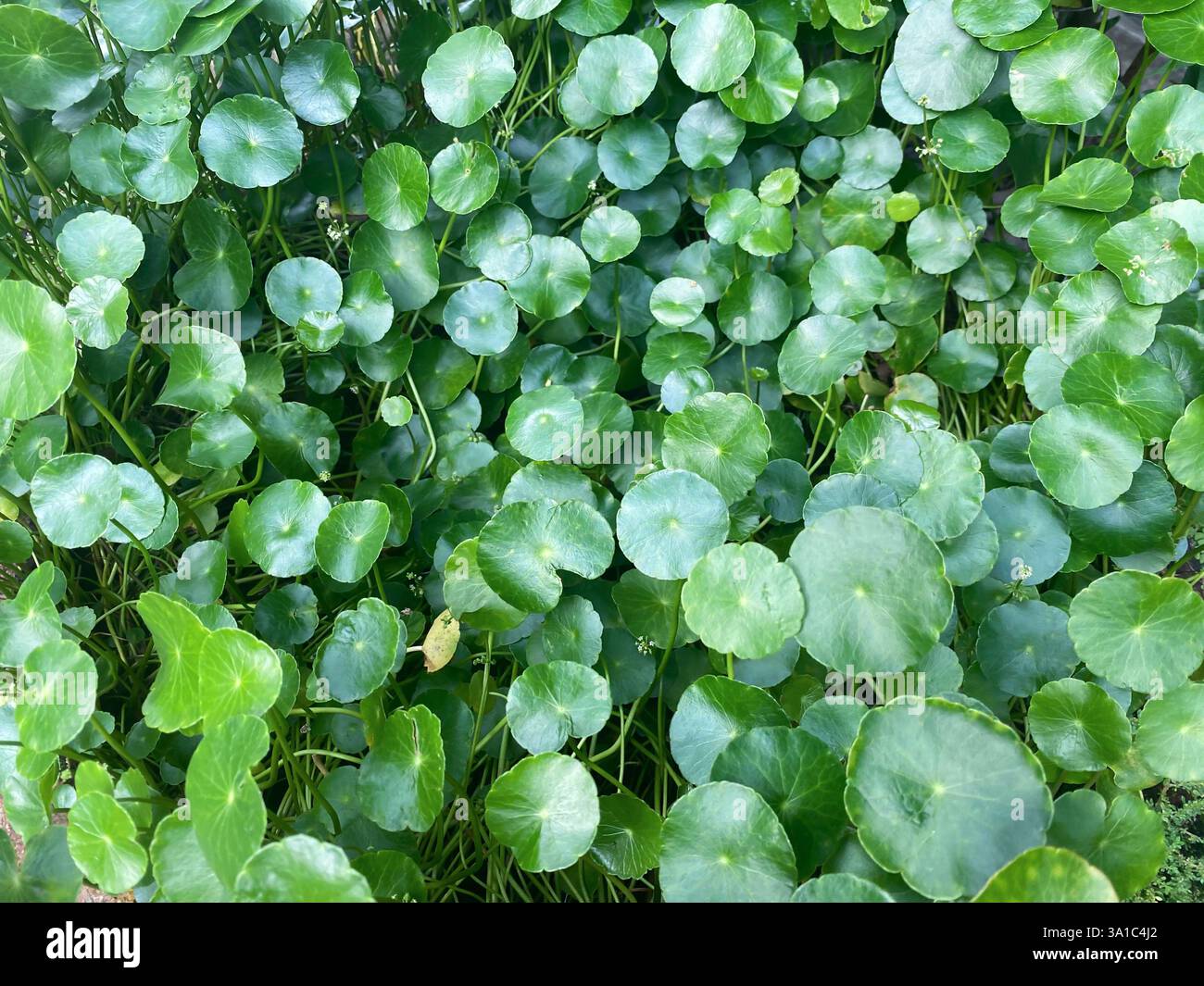 Greenery background, green color of nature plant and leaf environment ...