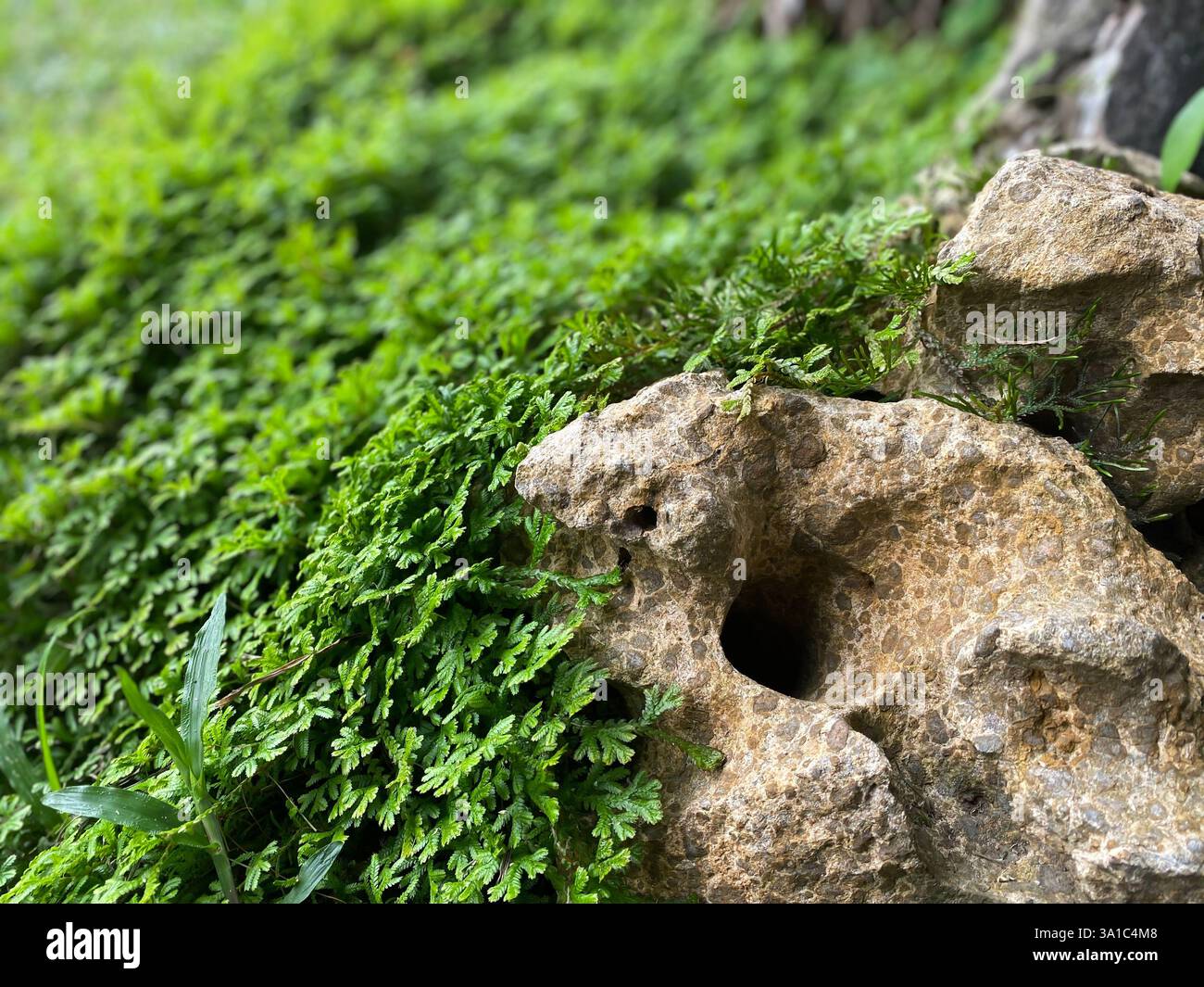 Greenery background, green color of nature plant and leaf environment ...