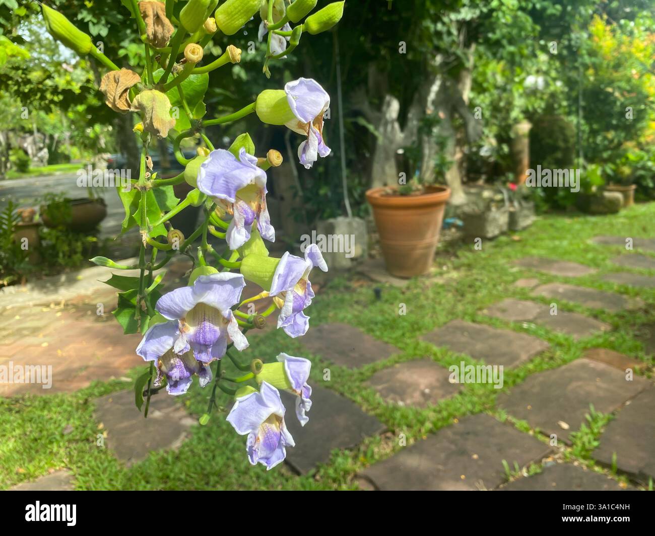 Greenery background, green color of nature plant and leaf environment ...