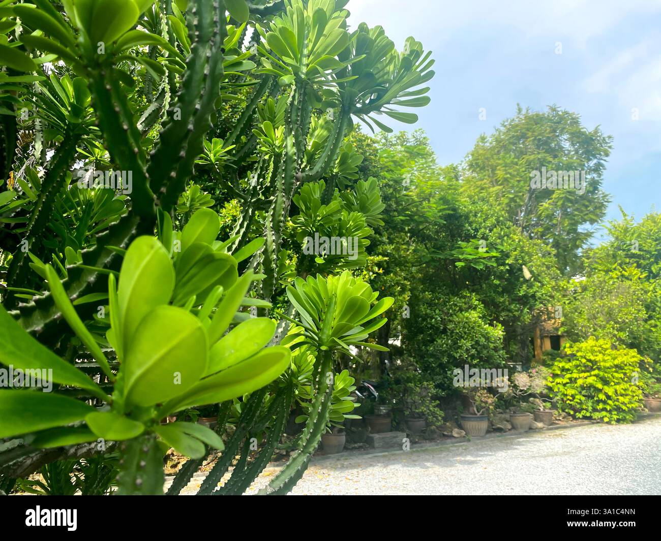 Greenery background, green color of nature plant and leaf environment greenery concept Stock ...
