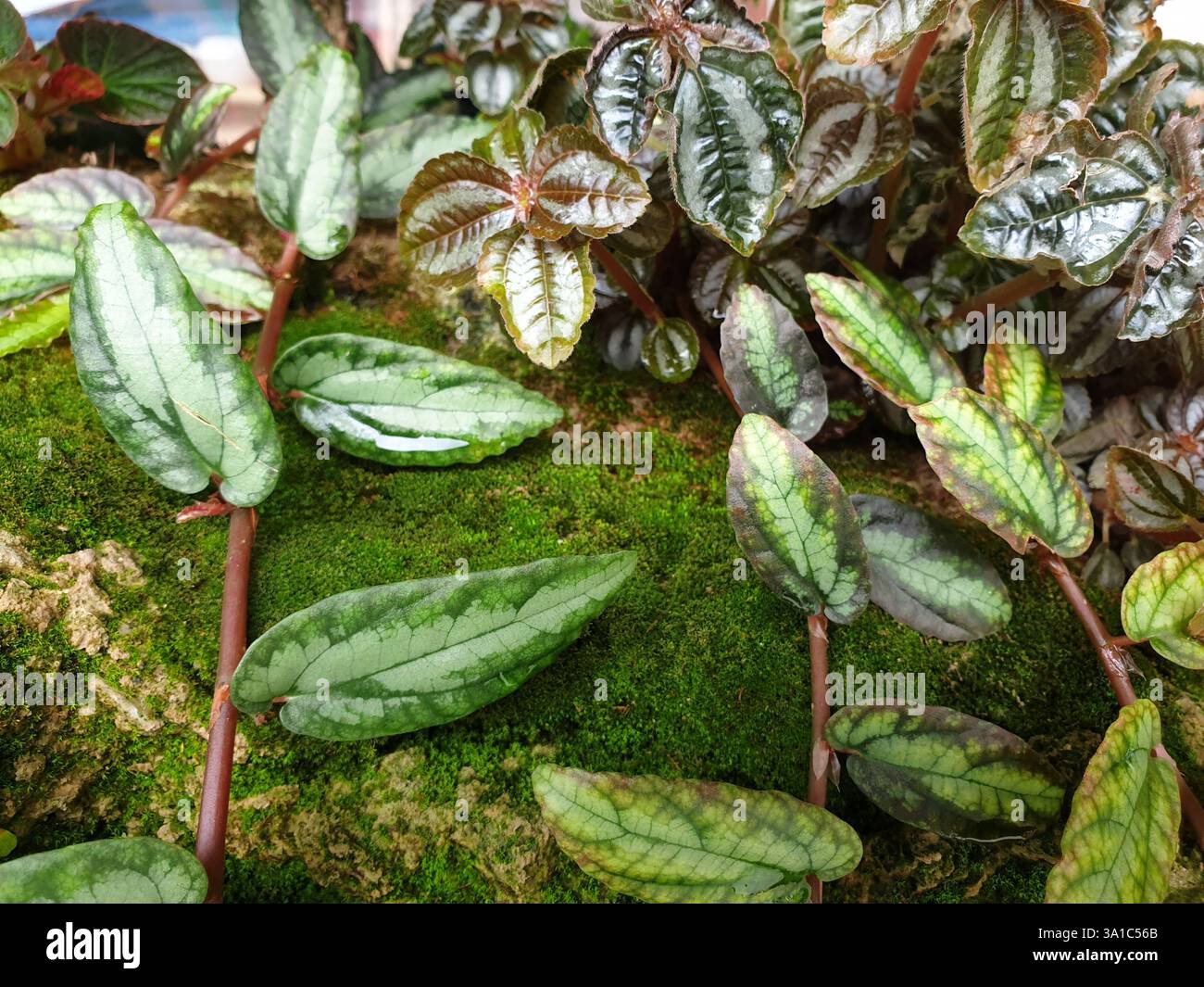 Greenery background, green color of nature plant and leaf environment ...