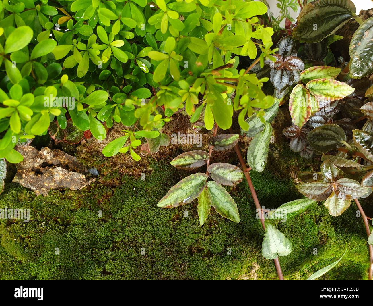 Greenery background, green color of nature plant and leaf environment ...